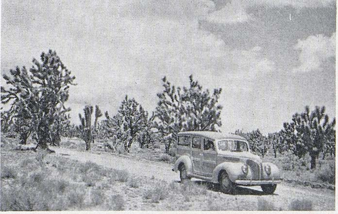 ARIZONA'S "DESERT BEAR" | Arizona Highways